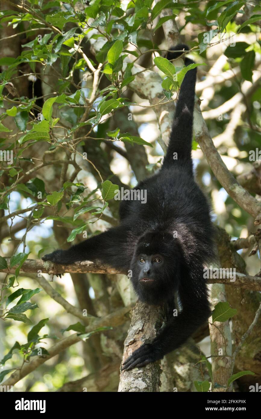 El mono aullador o saraguato Alovatta palliata mexicana es un primate ...