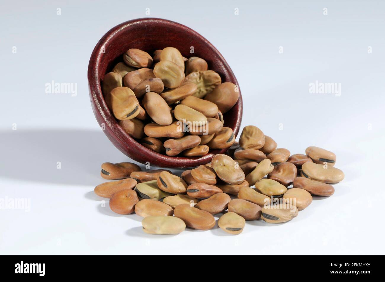 Saubohnen (Vicia faba), Saubohnen, Pferdebohnen, Saubohnen, Saubohnen ...