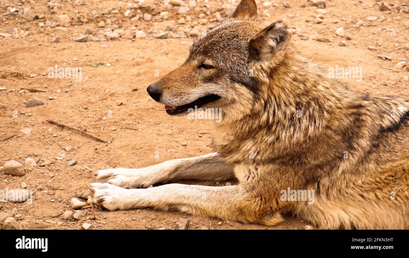 Der wilde Wolf liegt und schaut in die Ferne. Wildtiere und Zoos ...