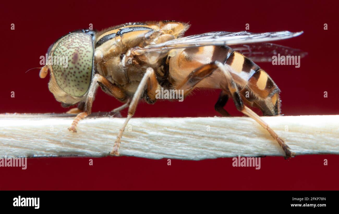 Wing fly wing microscope -Fotos und -Bildmaterial in hoher Auflösung ...