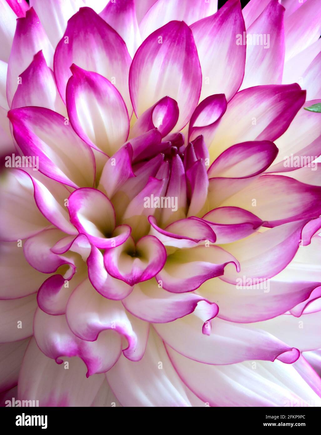 Dahlia maggiore rose zweifarbig -Fotos und -Bildmaterial in hoher ...
