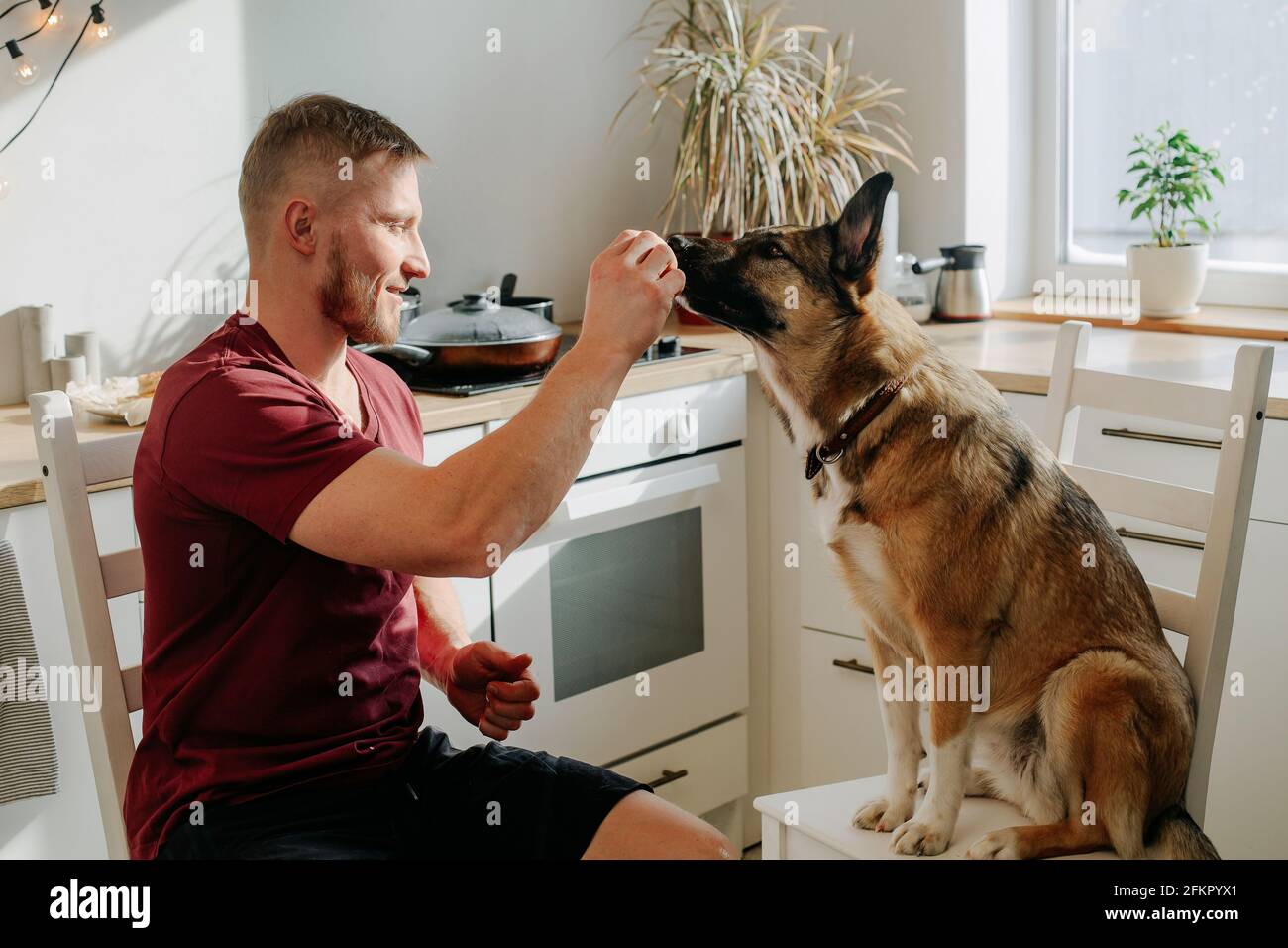 Trainierender Hund Stockfotos und -bilder Kaufen - Alamy