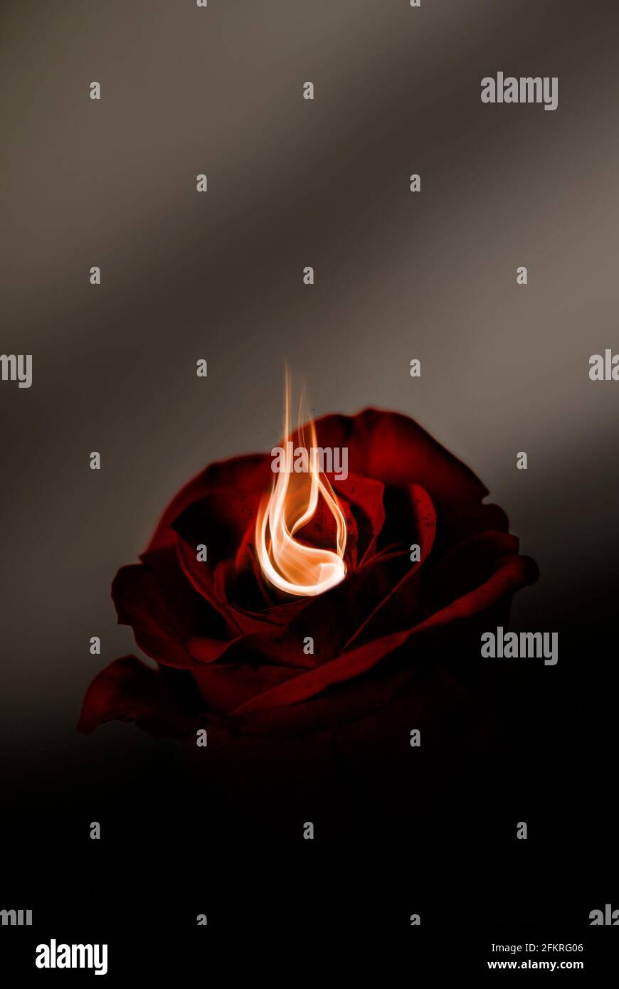 Symbolische rose -Fotos und -Bildmaterial in hoher Auflösung – Alamy