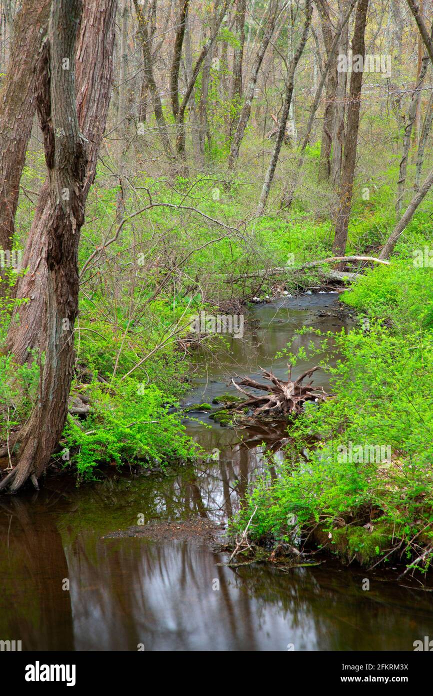 Sumpf bach -Fotos und -Bildmaterial in hoher Auflösung – Alamy