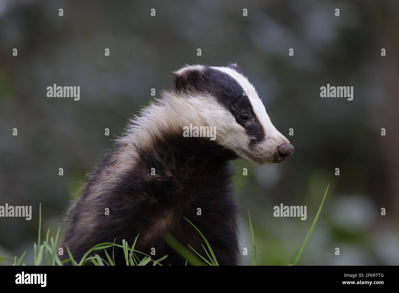 Eurasischer dachs meles meles cub -Fotos und -Bildmaterial in hoher ...
