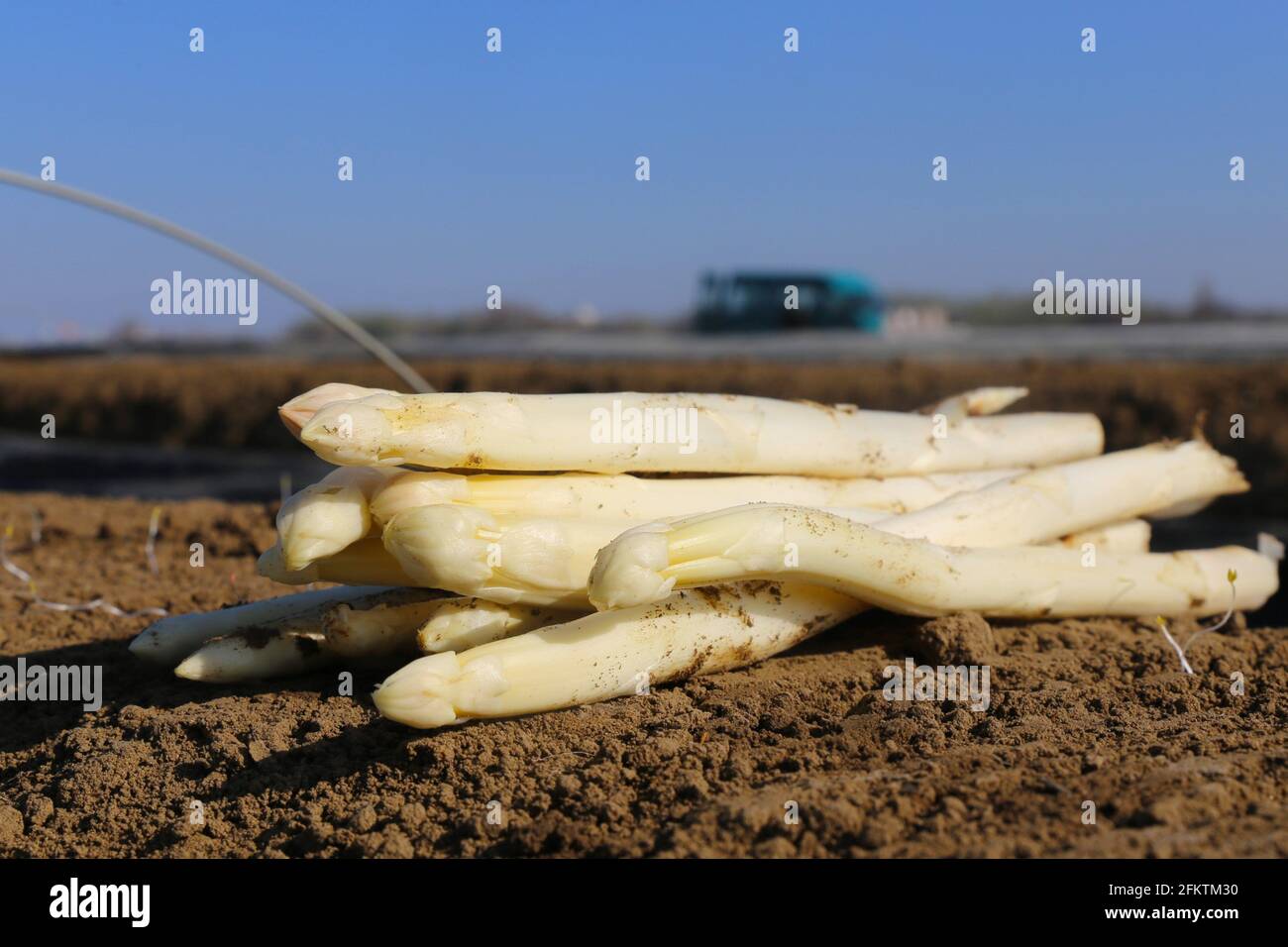 Spargel ernte -Fotos und -Bildmaterial in hoher Auflösung – Alamy