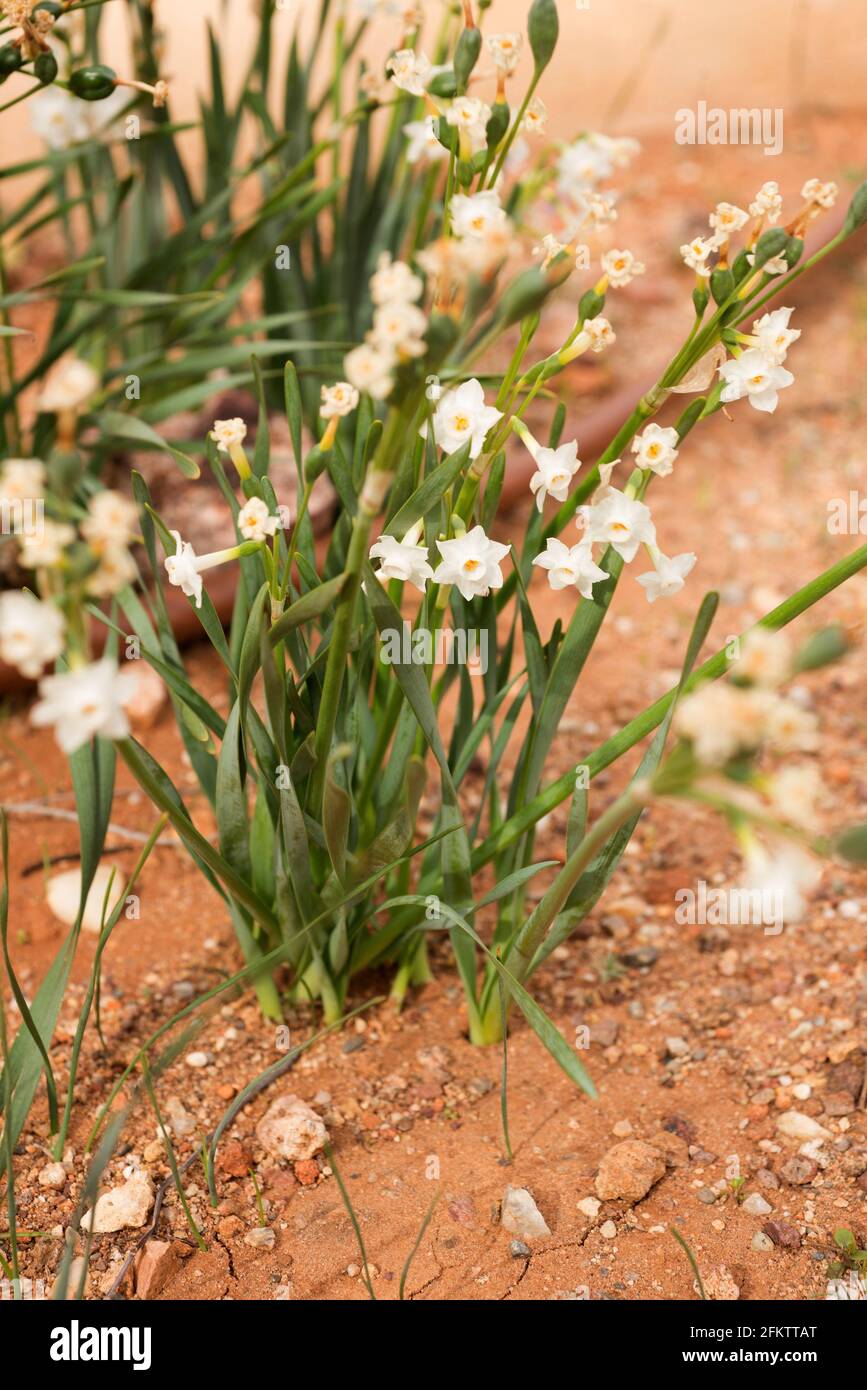 Varica de San Jose (Narcissus tortifolius) ist eine bauchige ...