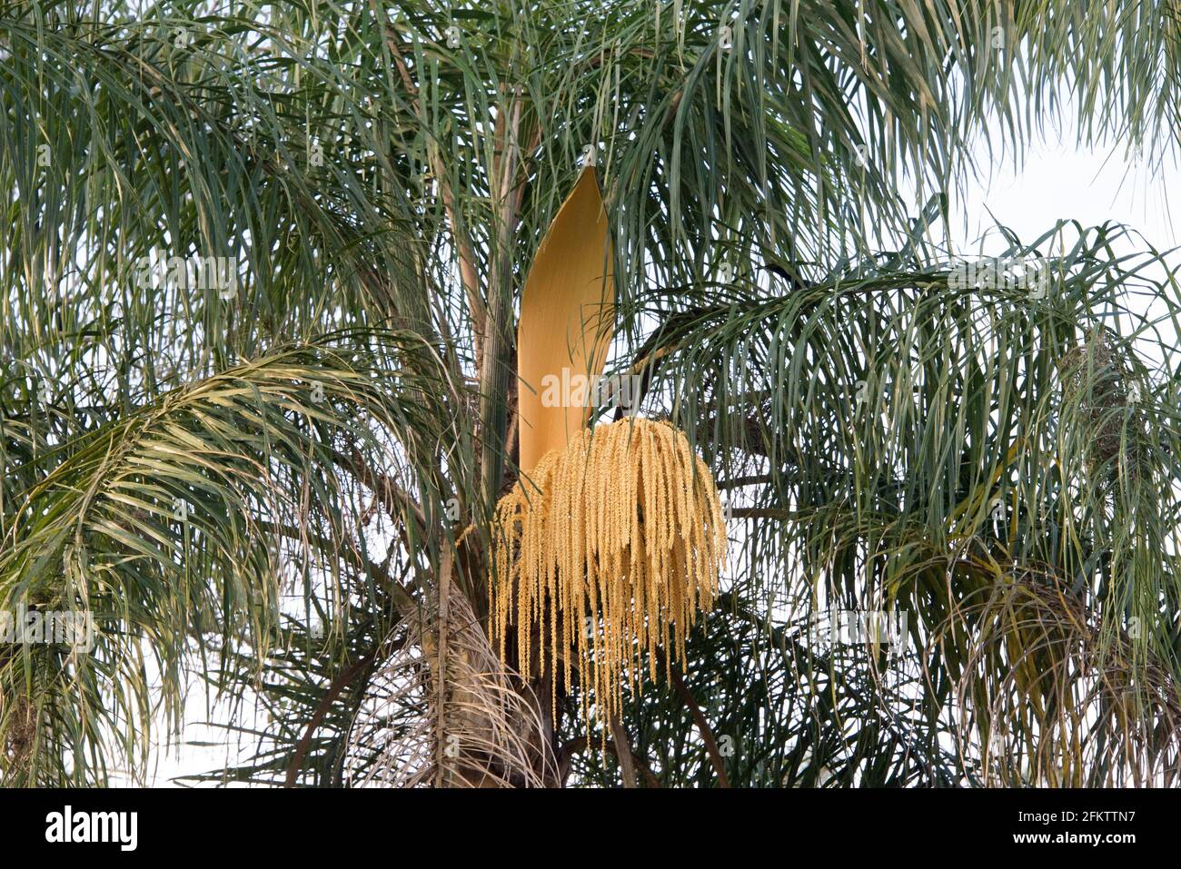 Paraguay brazil -Fotos und -Bildmaterial in hoher Auflösung – Alamy