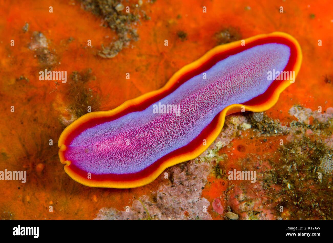 Pseudoceros ferrugineus -Fotos und -Bildmaterial in hoher Auflösung – Alamy