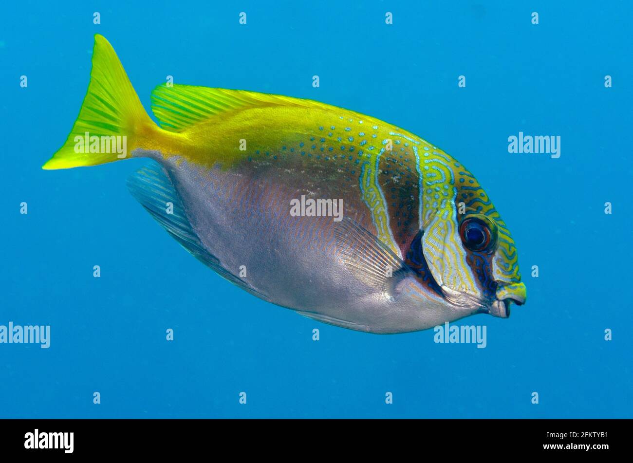 Bluelined kaninchenfisch -Fotos und -Bildmaterial in hoher Auflösung ...