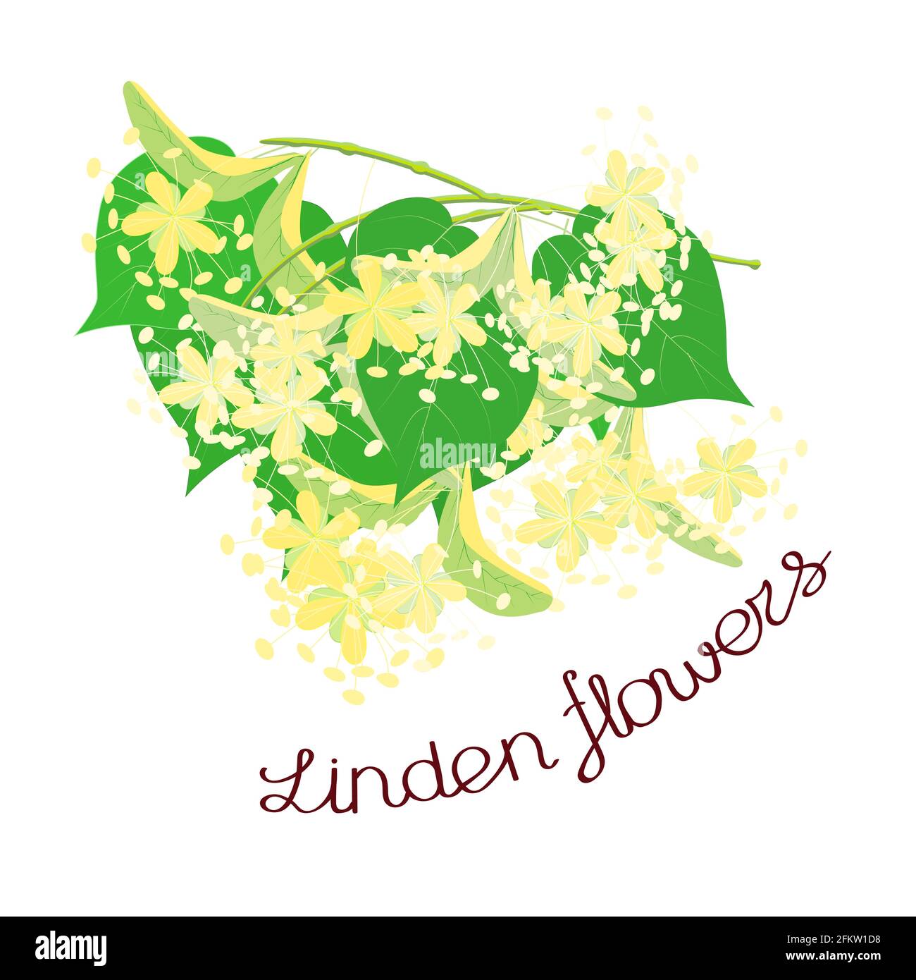 Blühende linde Stock-Vektorgrafiken kaufen - Alamy