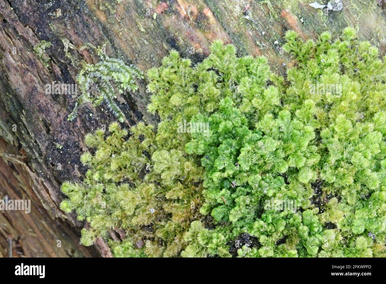 Ptilidium pulcherrimum -Fotos und -Bildmaterial in hoher Auflösung – Alamy