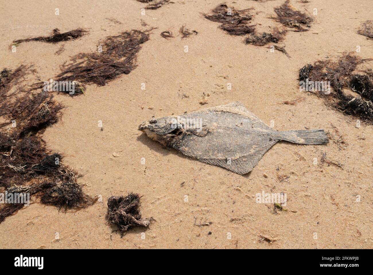 Dead fish water pollution river -Fotos und -Bildmaterial in hoher ...