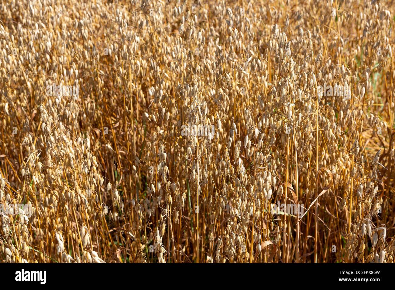 Reife getreidefelder Stockfotos und -bilder Kaufen - Alamy