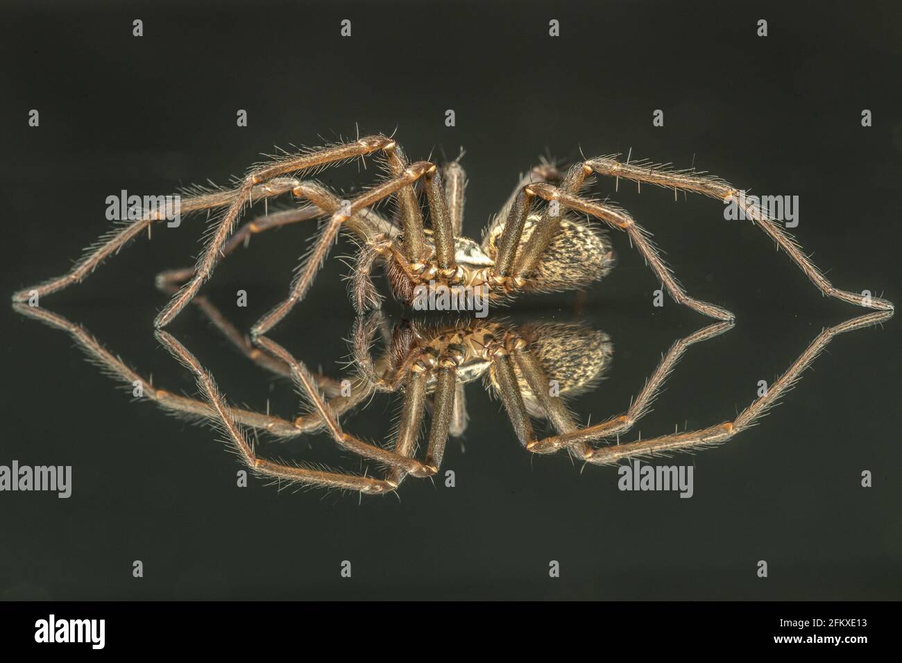 Augen einer spinne -Fotos und -Bildmaterial in hoher Auflösung – Alamy