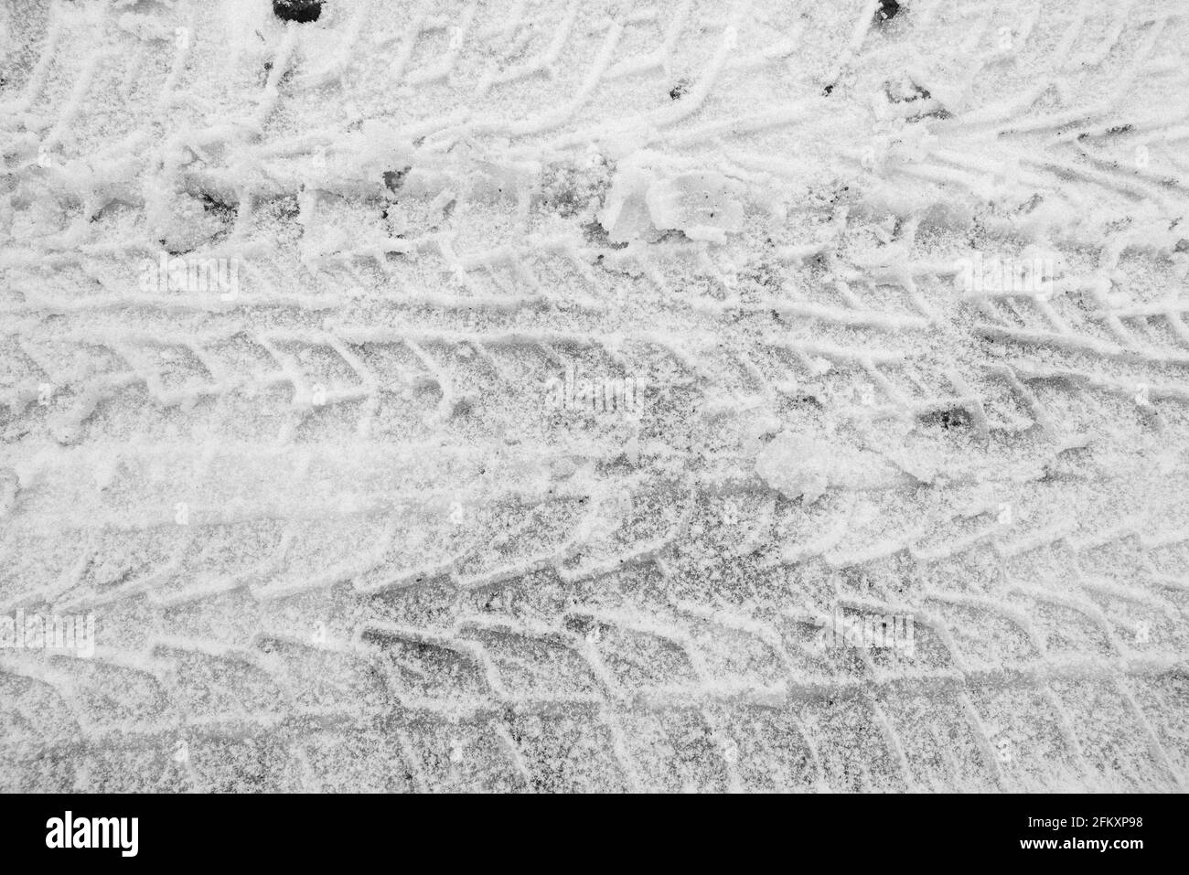 Wald detail Schwarzweiß-Stockfotos und -bilder - Alamy