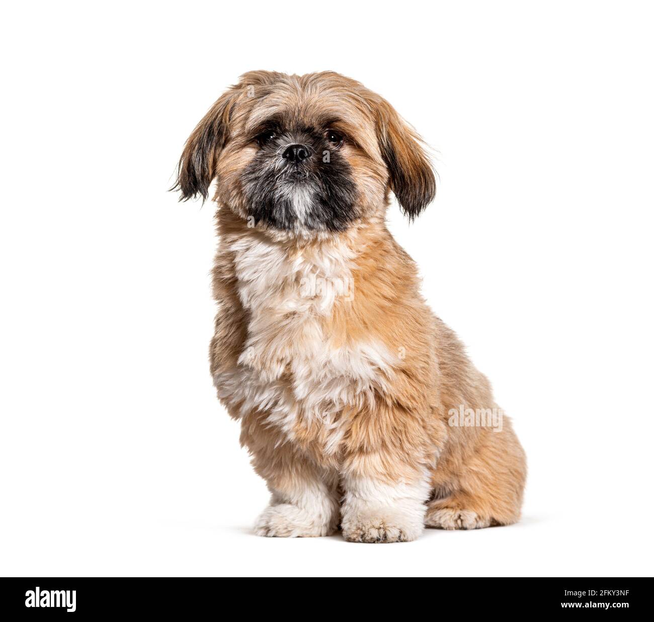 Gepflegter Beige Shih Tzu Hund gepflegt, isoliert Stockfotografie - Alamy