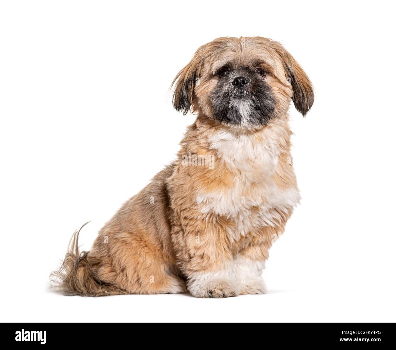Gepflegter Beige Shih Tzu Hund gepflegt, isoliert Stockfotografie - Alamy
