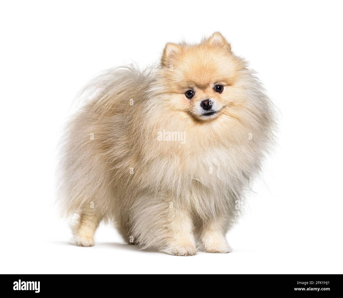 Kleiner beige hund -Fotos und -Bildmaterial in hoher Auflösung – Alamy