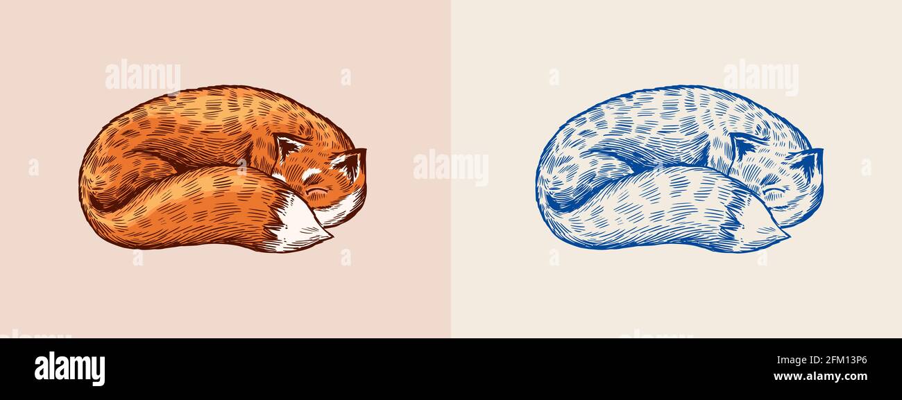 Der Fuchs schläft. Rotes Tier mit flauschigem Schwanz. Waldginger-Tier ...