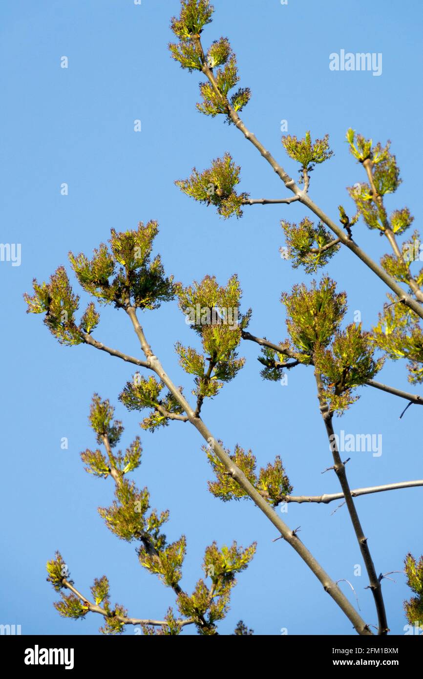 Gewoehnliche esche -Fotos und -Bildmaterial in hoher Auflösung – Alamy