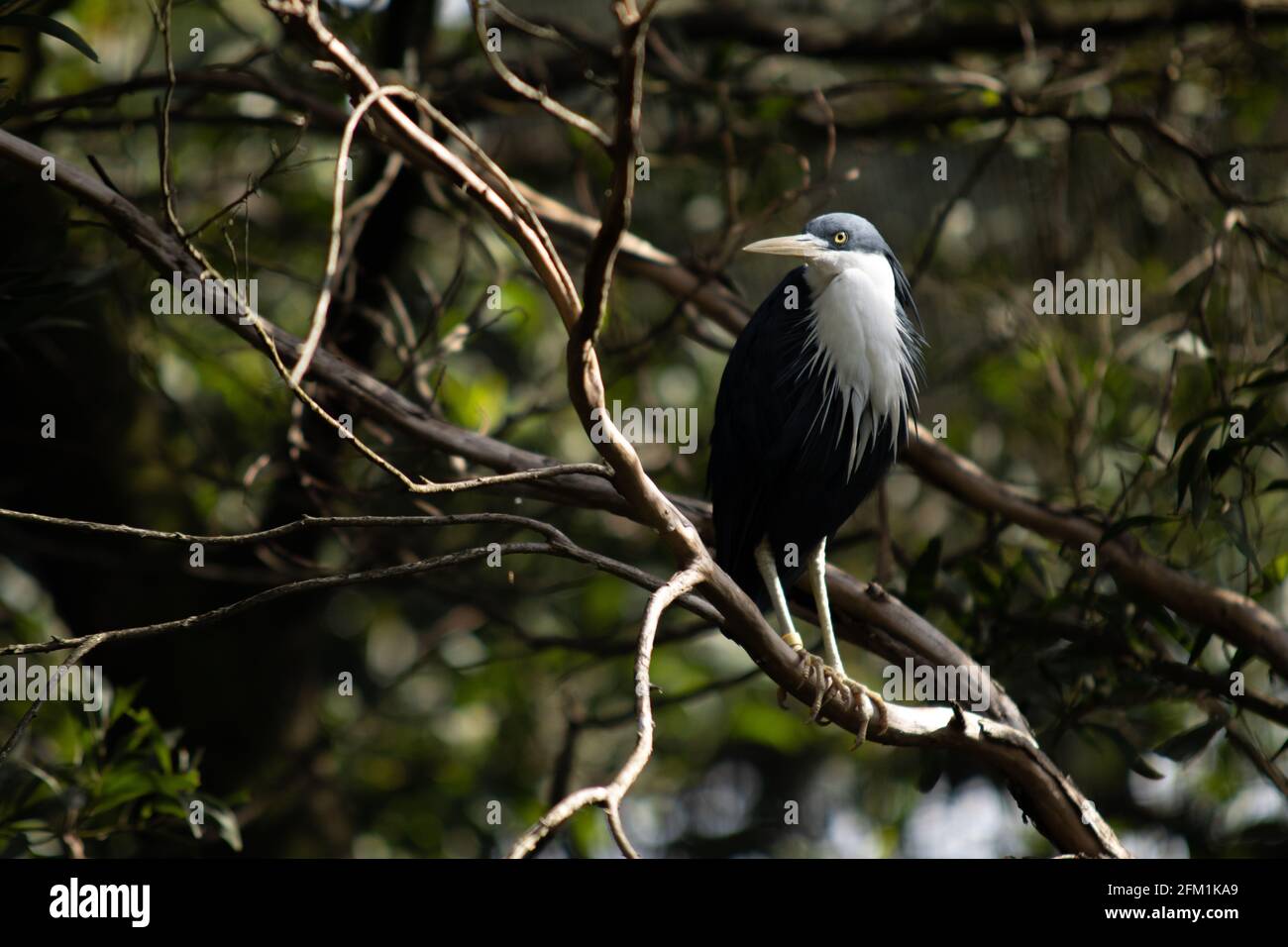 Australian native bird -Fotos und -Bildmaterial in hoher Auflösung – Alamy