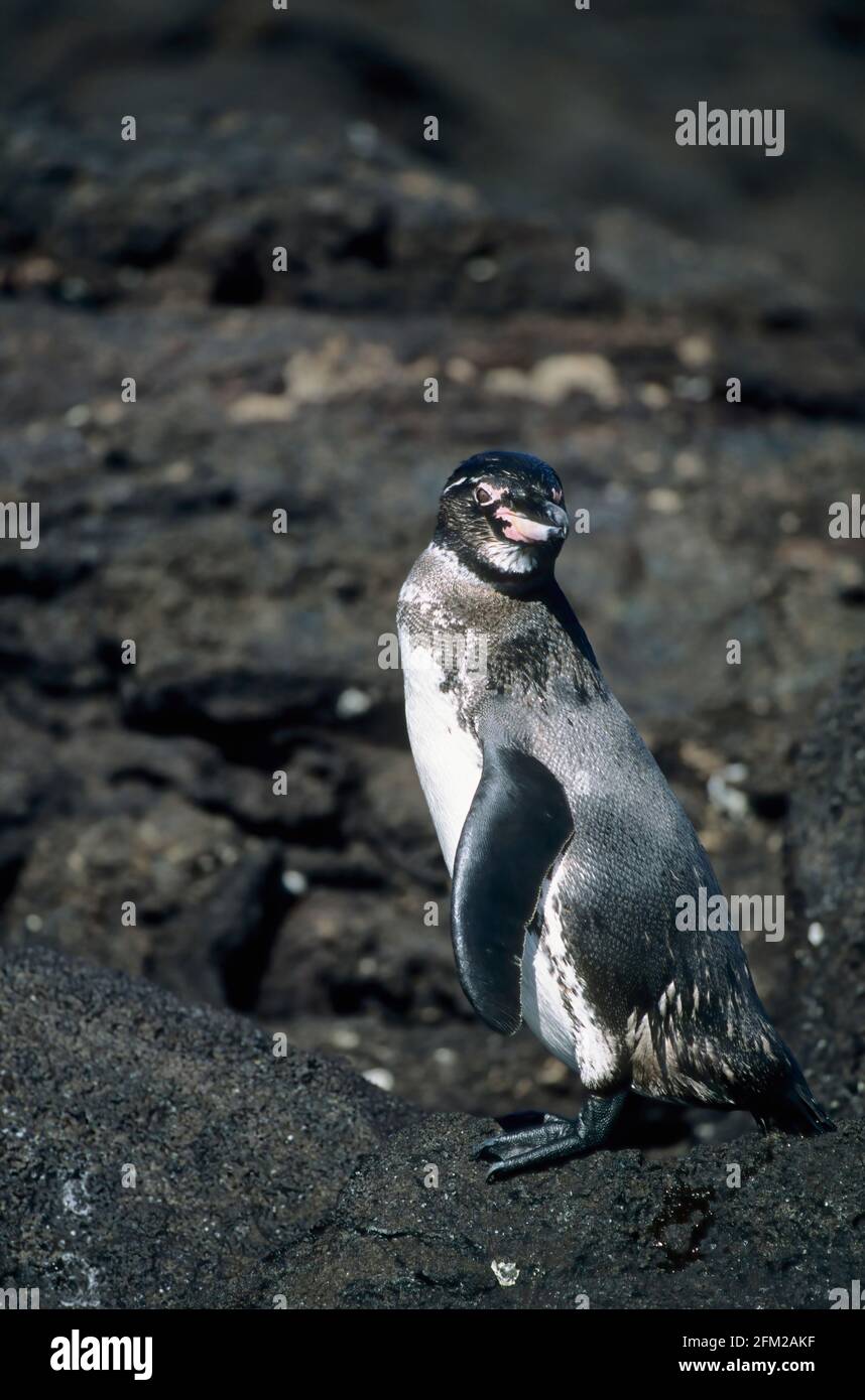 Pinguinos galapagos -Fotos und -Bildmaterial in hoher Auflösung – Alamy