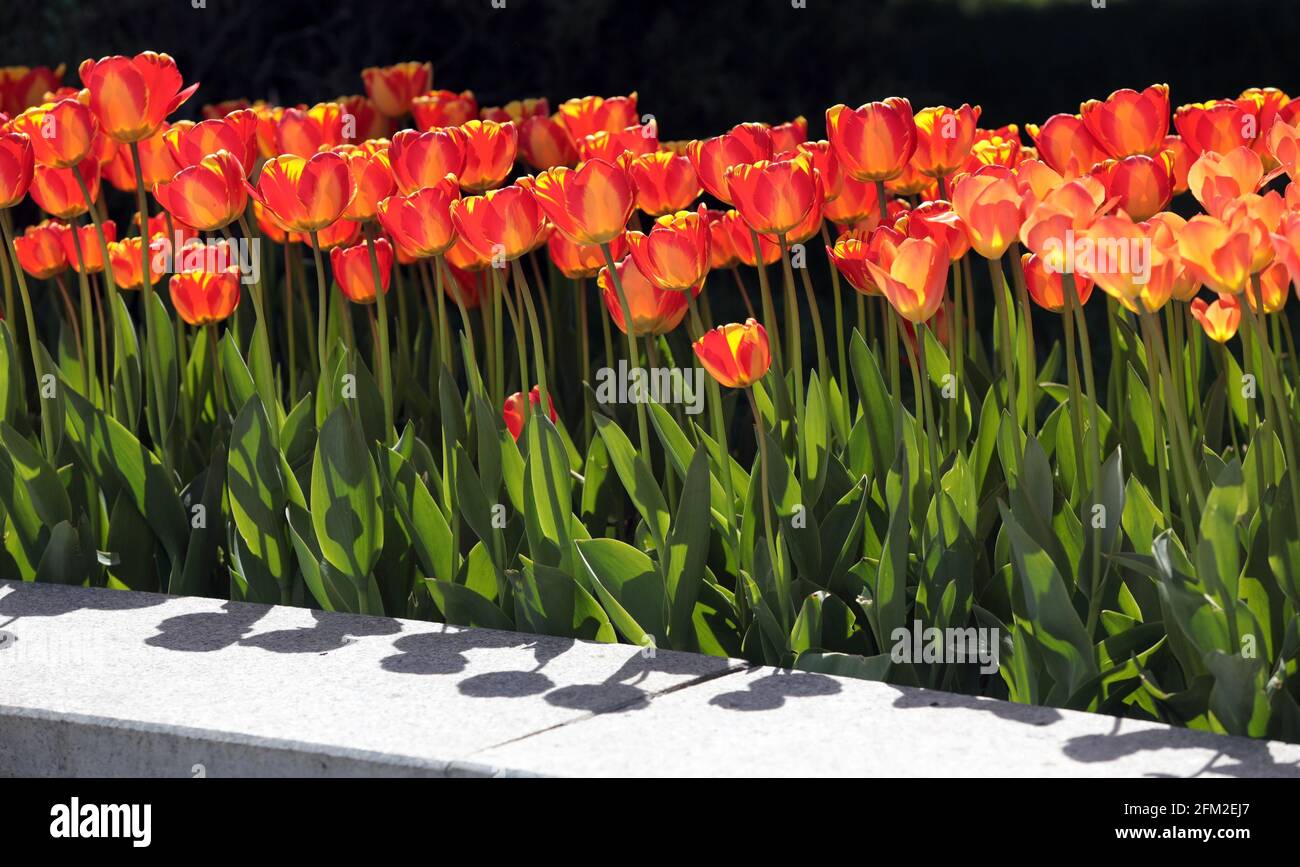 KIEW, UKRAINE - 05. MAI 2021 - Auf dem Maidan-Nezalezhnosti-Platz, Kiew ...