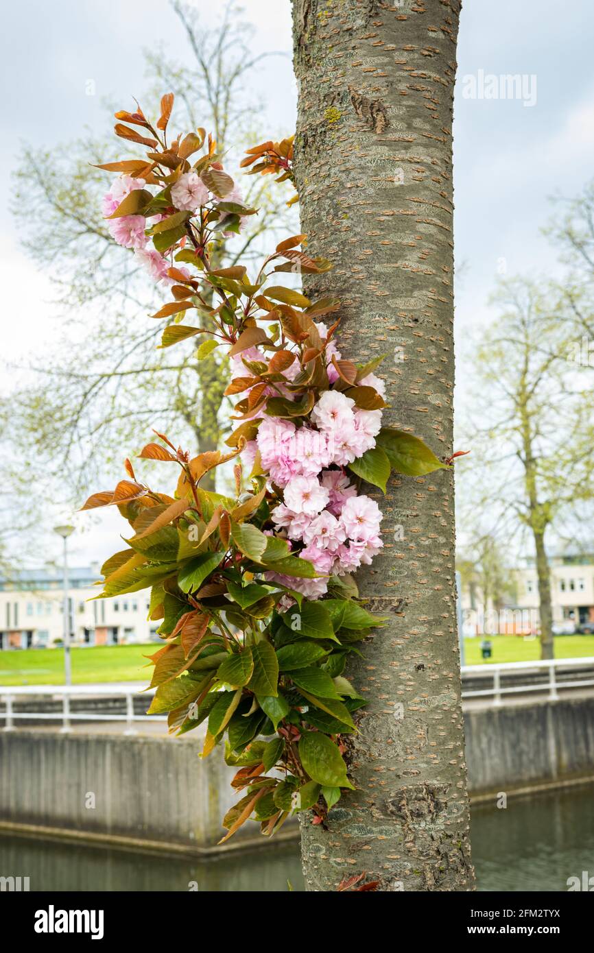 Japanische kirsche prunus serrulata rinde -Fotos und -Bildmaterial in ...