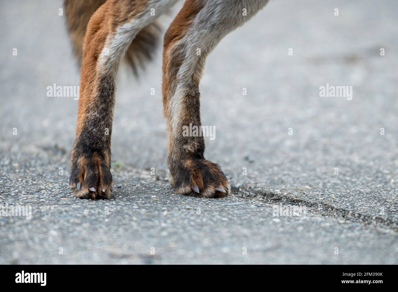 Seine pfoten -Fotos und -Bildmaterial in hoher Auflösung – Alamy