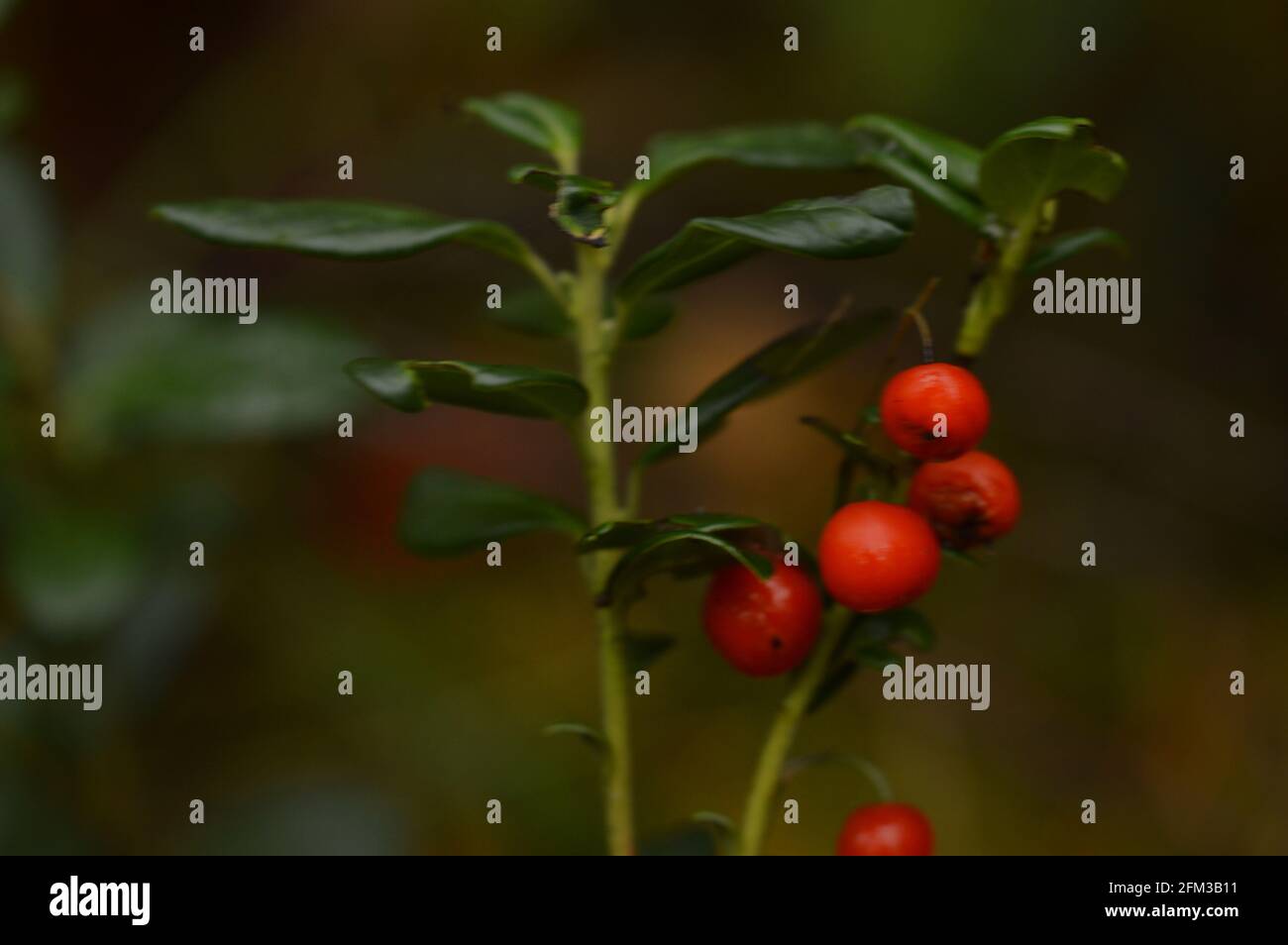 Wald preiselbeere -Fotos und -Bildmaterial in hoher Auflösung – Alamy