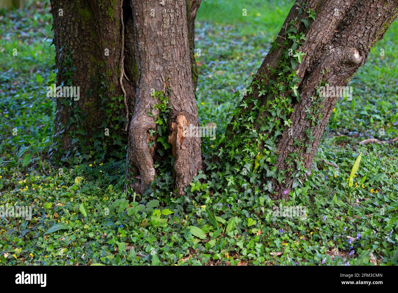 Pyrus cordata -Fotos und -Bildmaterial in hoher Auflösung – Alamy