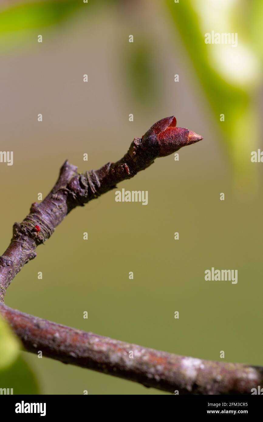 Pyrus cordata -Fotos und -Bildmaterial in hoher Auflösung – Alamy
