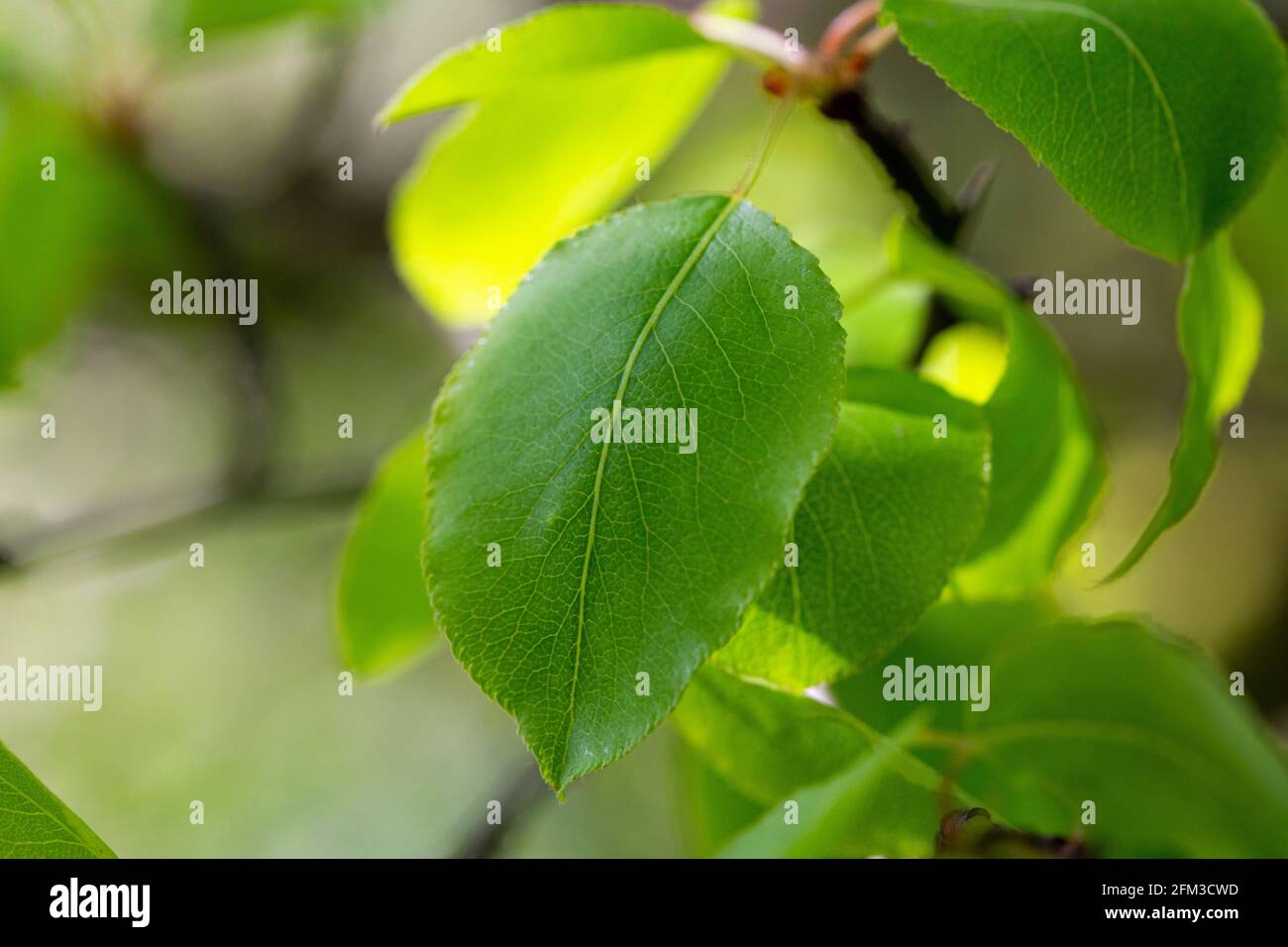 Pyrus cordata -Fotos und -Bildmaterial in hoher Auflösung – Alamy