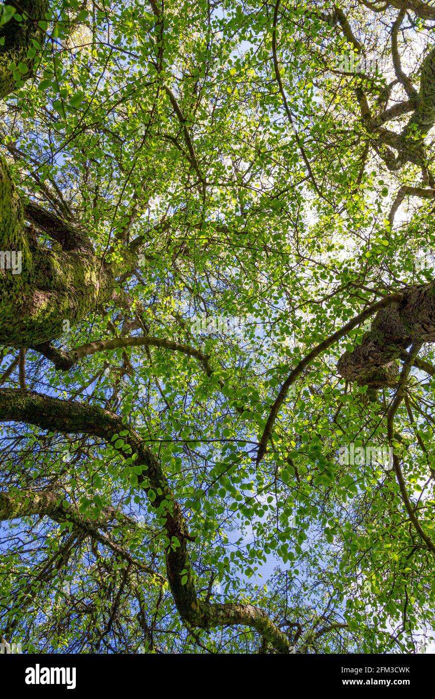 Pyrus cordata -Fotos und -Bildmaterial in hoher Auflösung – Alamy