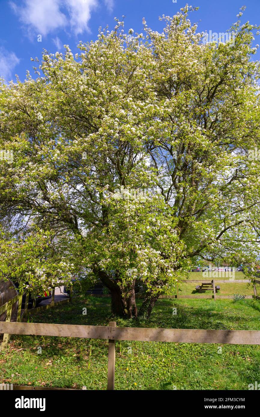 Pyrus cordata -Fotos und -Bildmaterial in hoher Auflösung – Alamy