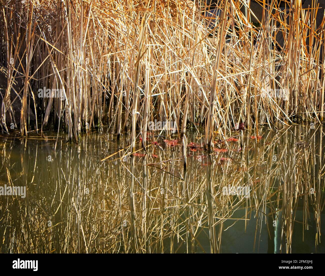 Freshwater tidal marsh -Fotos und -Bildmaterial in hoher Auflösung – Alamy