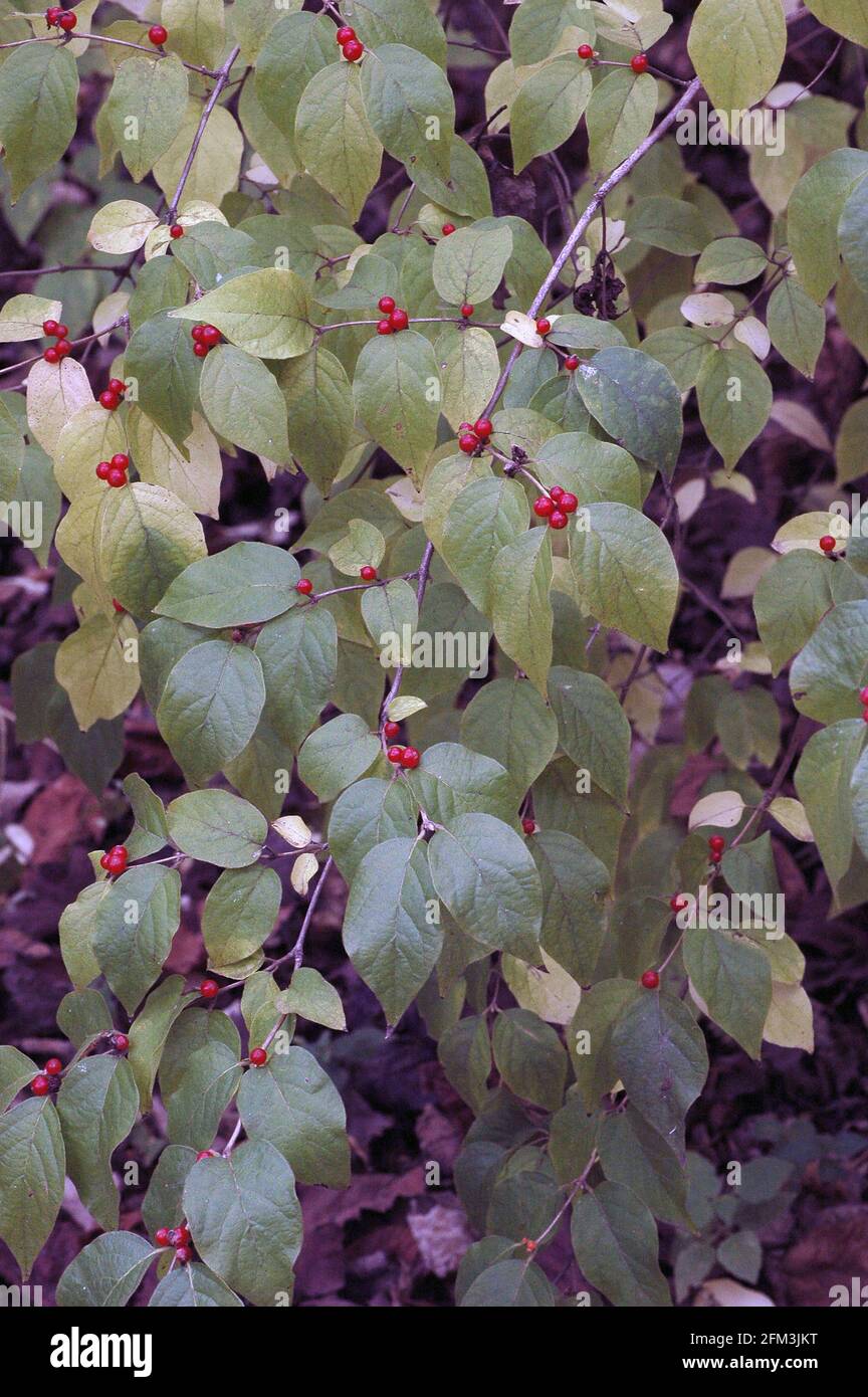 Invasive pflanzen -Fotos und -Bildmaterial in hoher Auflösung – Alamy