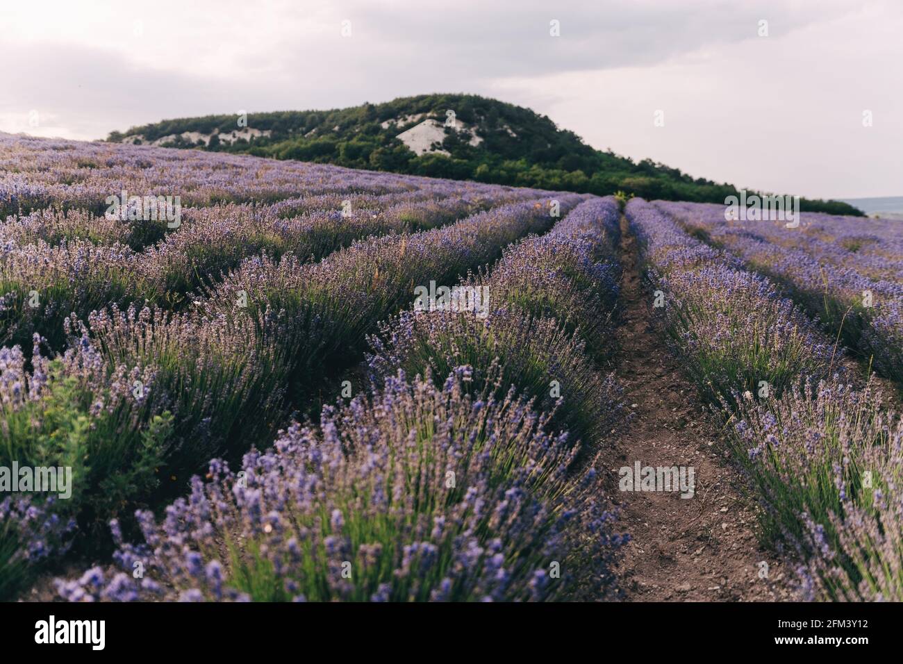 Lavendel Bluten Hangen