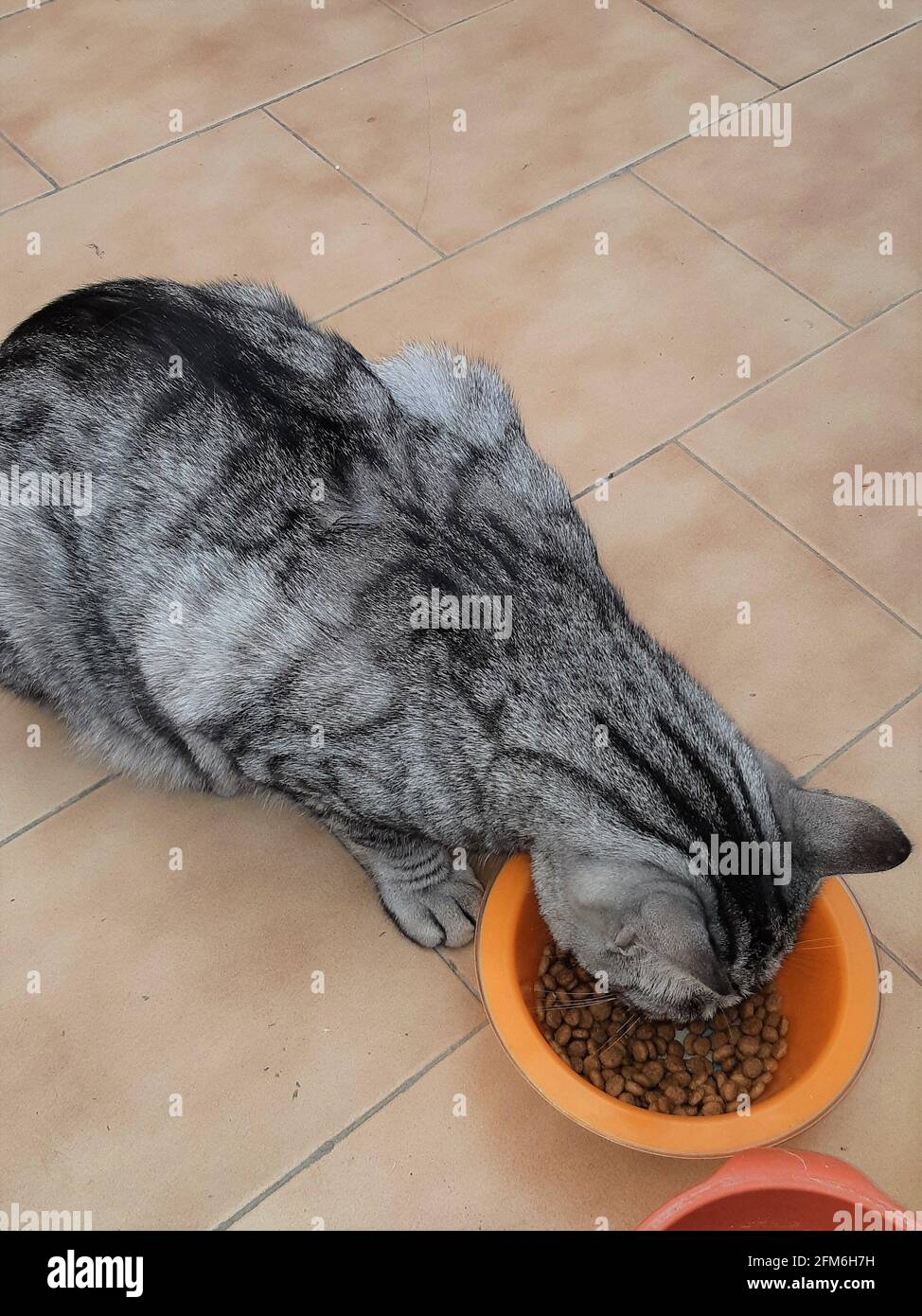 Katzenfutter werbung -Fotos und -Bildmaterial in hoher Auflösung – Alamy