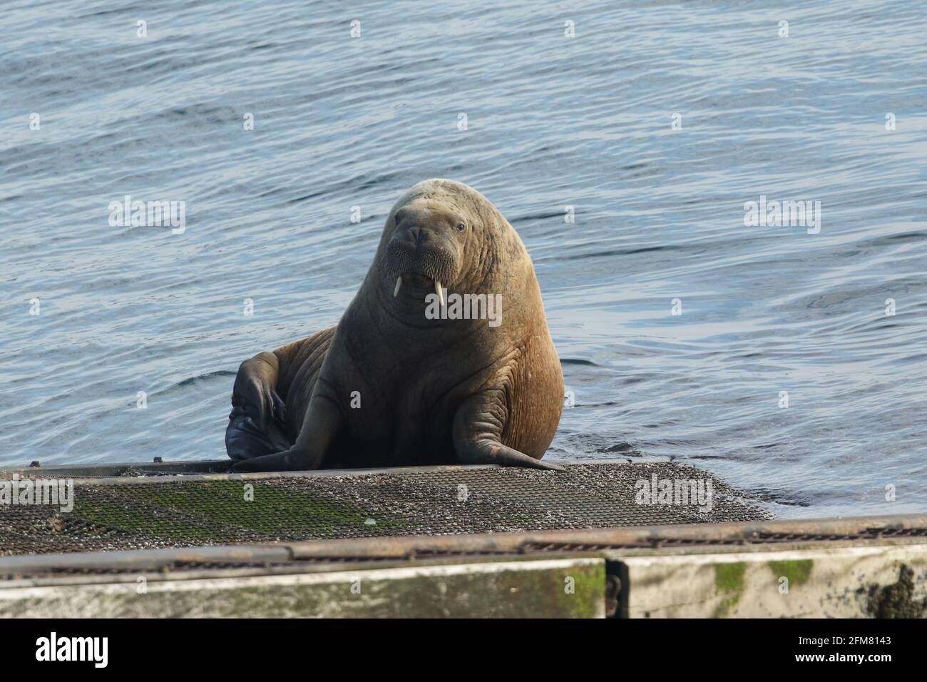 Walross auf rettungsbootrampe tenby -Fotos und -Bildmaterial in hoher ...