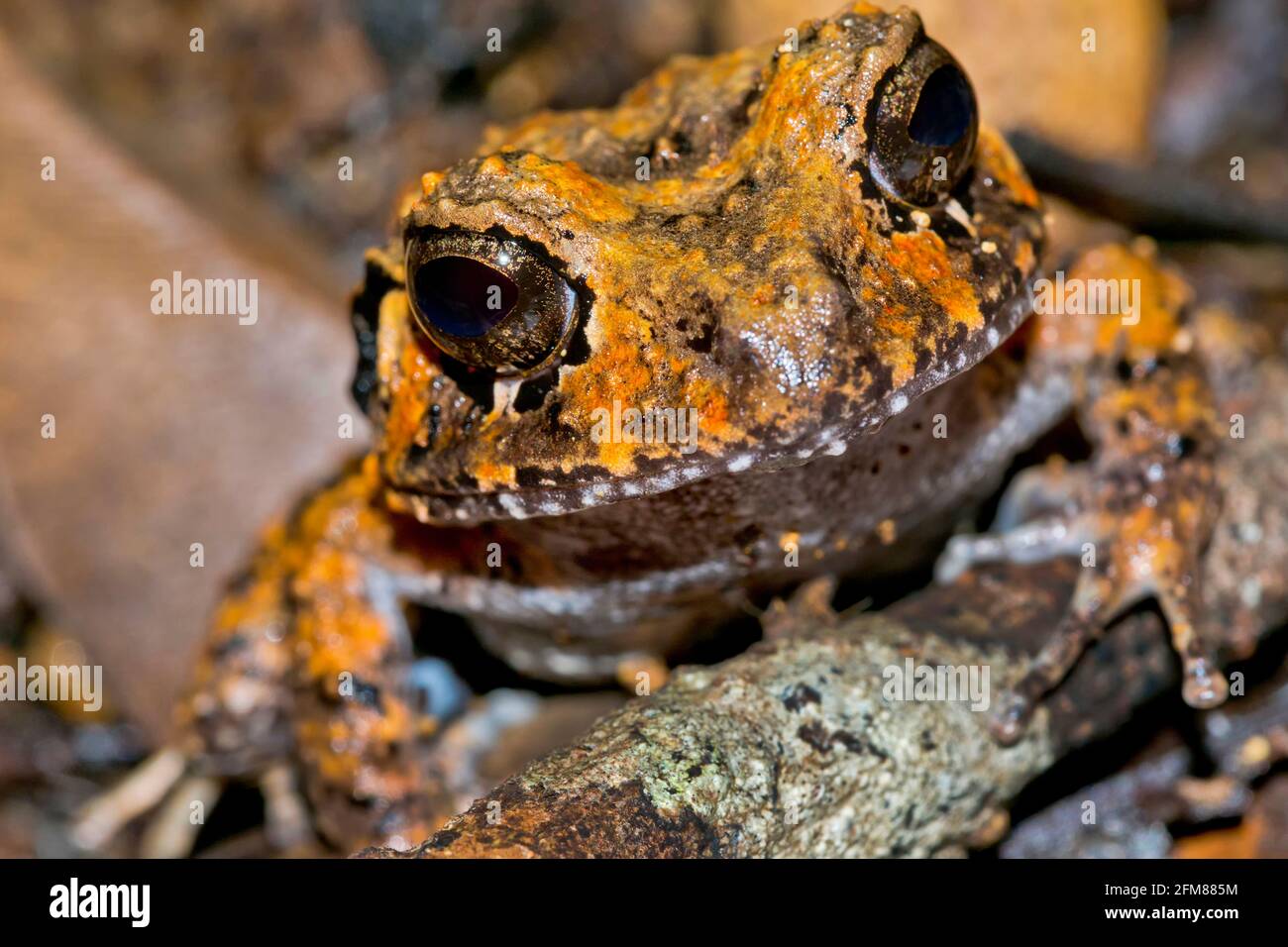 Tropischer Frosch, Tropischer Regenwald, Corcovado Nationalpark, Osa ...