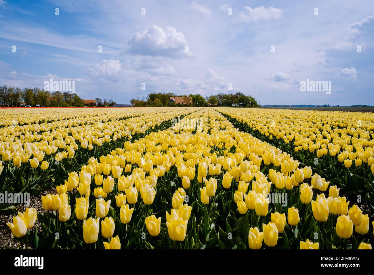 Tulpenfeld in den Niederlanden, farbenfrohe Tulpenfelder in Flevoland ...