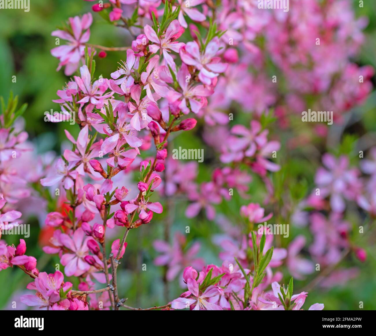 Zwerg mandel -Fotos und -Bildmaterial in hoher Auflösung – Alamy