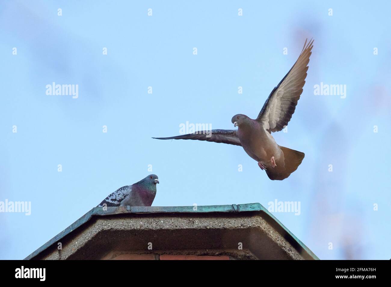 Tauben im flug -Fotos und -Bildmaterial in hoher Auflösung – Alamy
