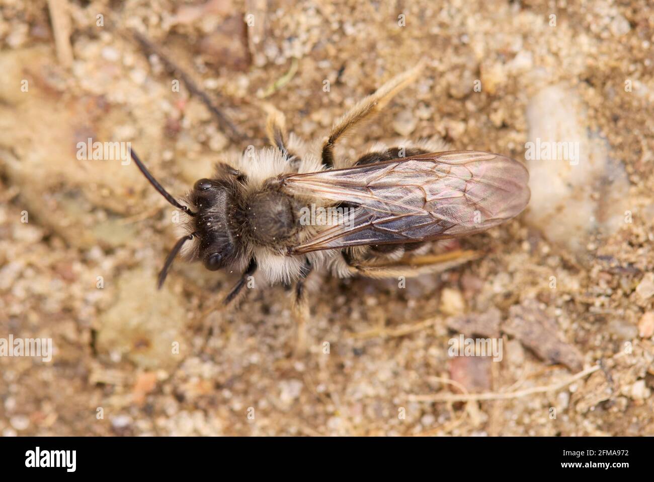 Biene von oben -Fotos und -Bildmaterial in hoher Auflösung – Alamy