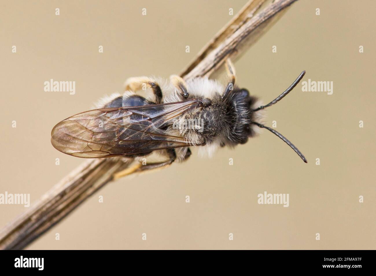 Biene von oben -Fotos und -Bildmaterial in hoher Auflösung – Alamy