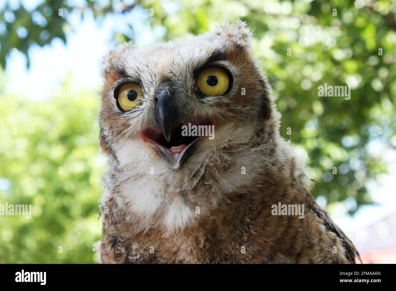 Lustige junge große gehörnte Eule so klar, dass Sie sehen können Die ...