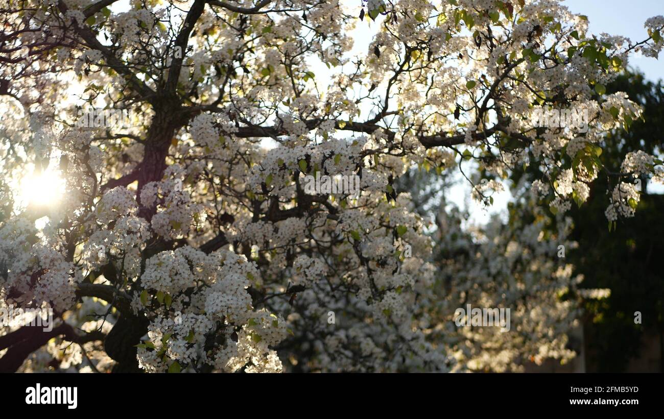 Frühling weiße Blüte von Kirschbaum, Kalifornien, USA, Balboa Park ...