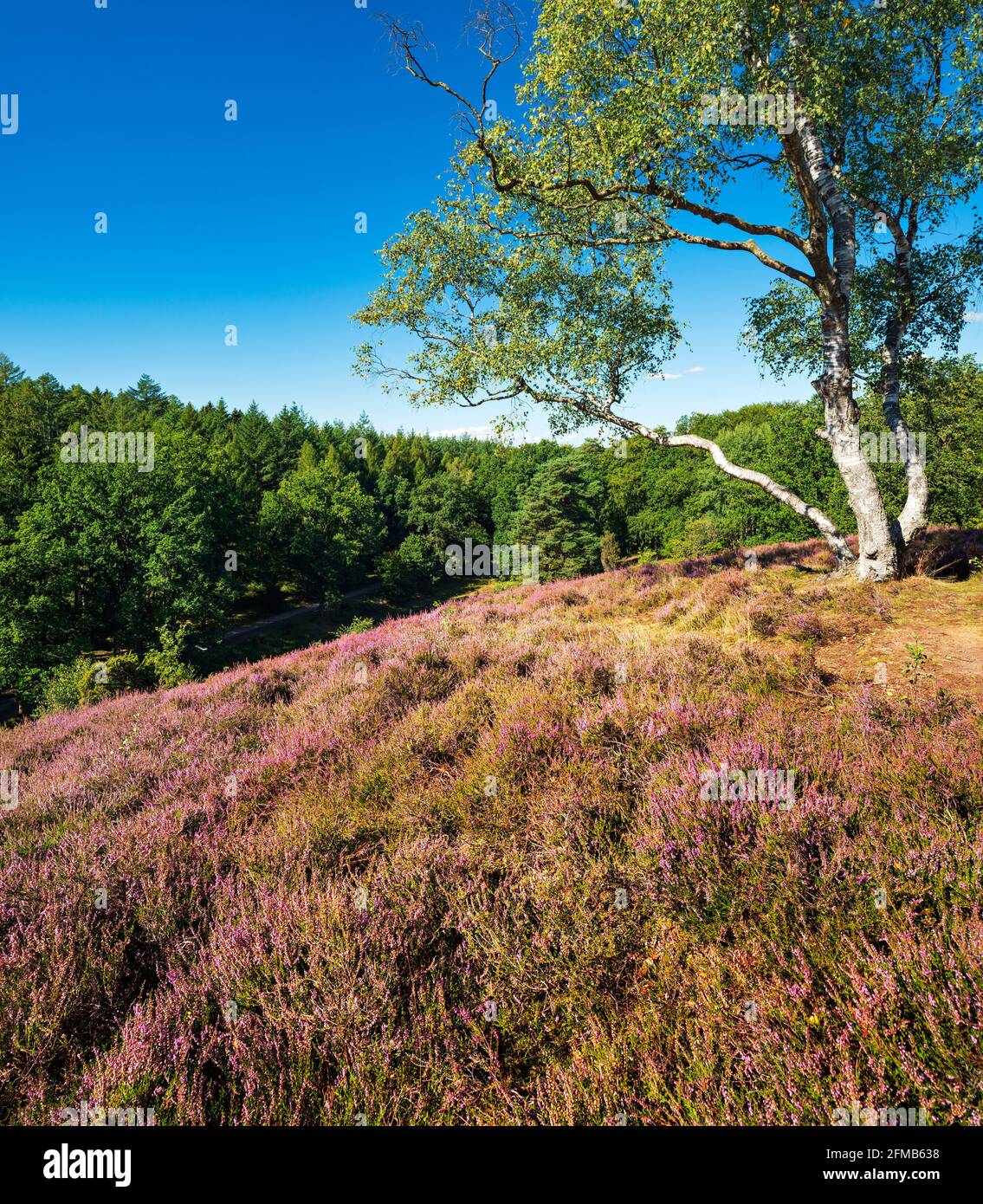 Heidekraut landschaft -Fotos und -Bildmaterial in hoher Auflösung – Alamy